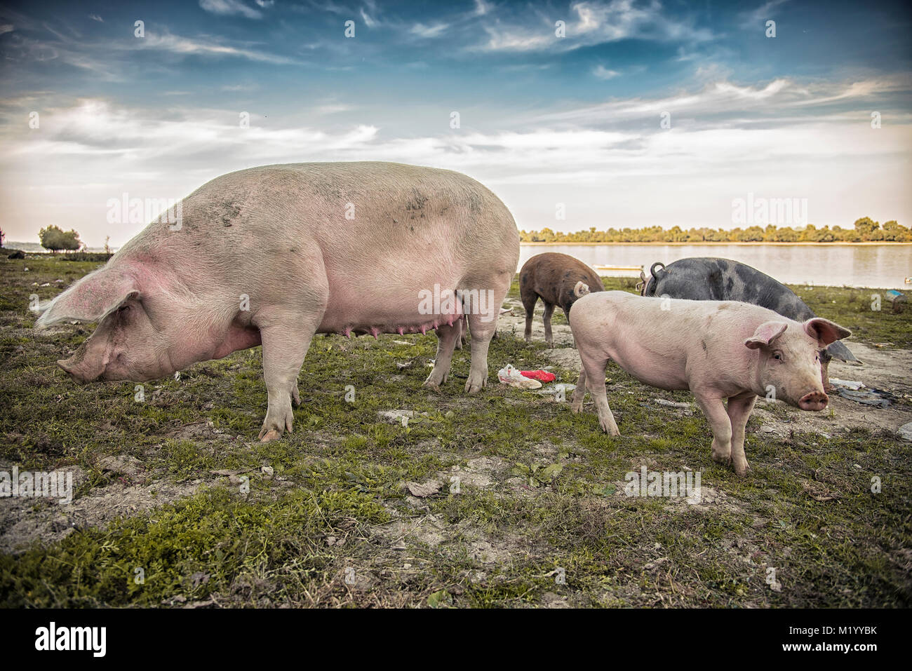 Pigs playing in the field Stock Photo - Alamy