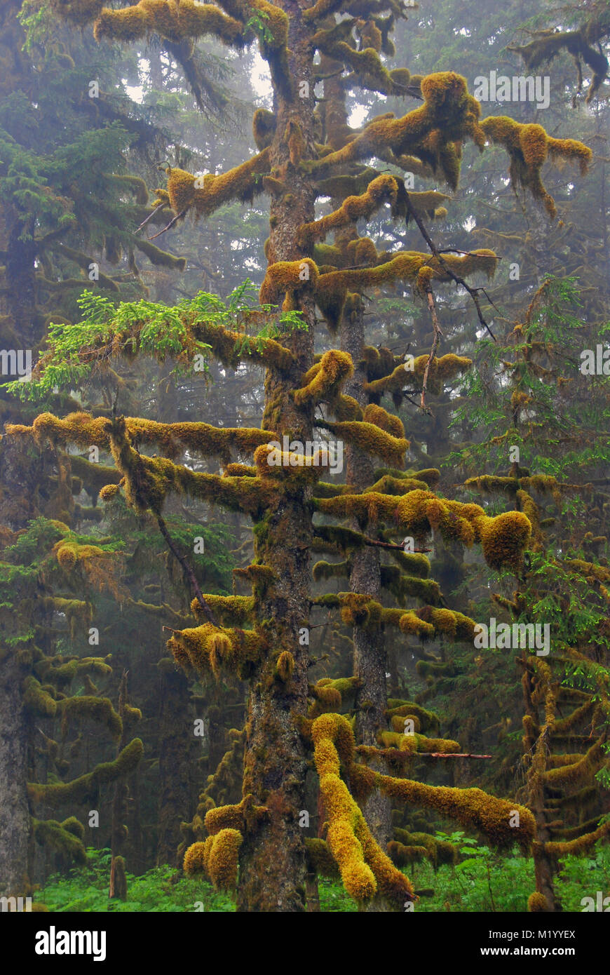 This Sitka Spruce was taken on a foggy day on Kodiak Island in Alaska ...