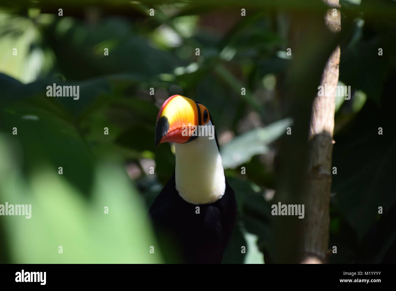 Giant toucan (Ramphastos toco) in the forest, exotic south american ...