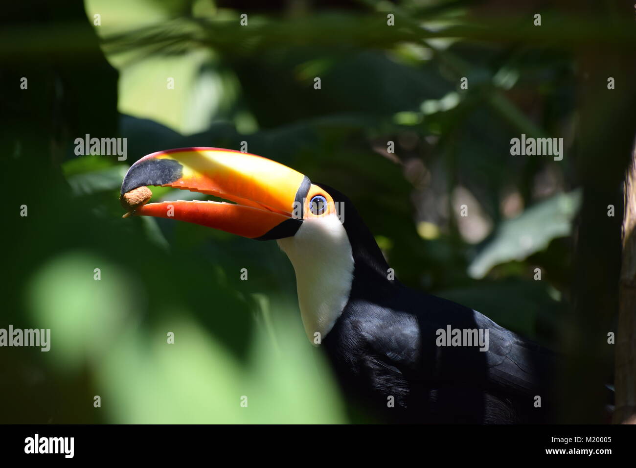 South america toucan orange hi-res stock photography and images - Alamy