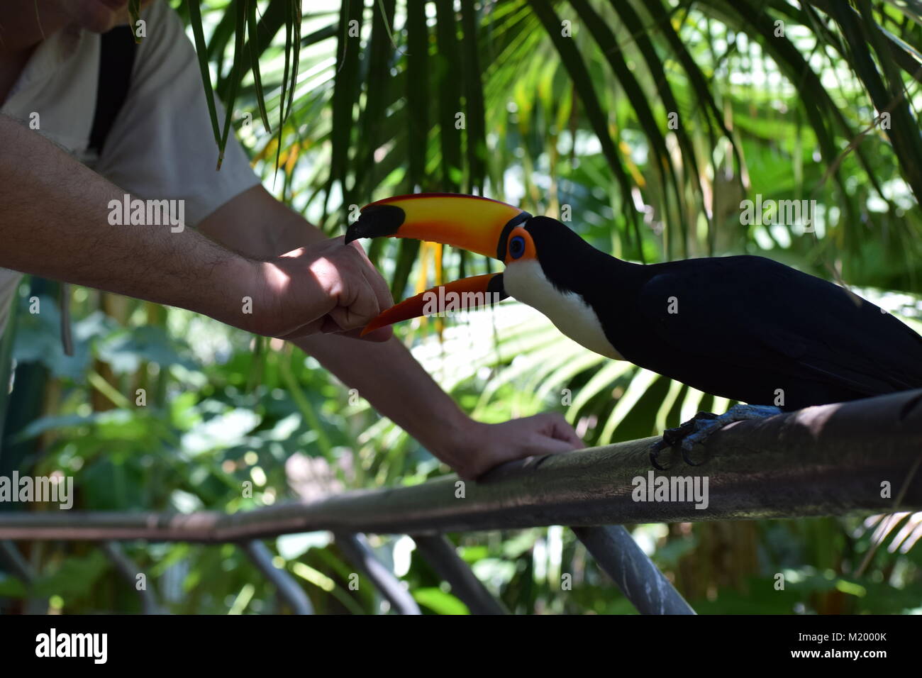 Giant toucan hi-res stock photography and images - Alamy