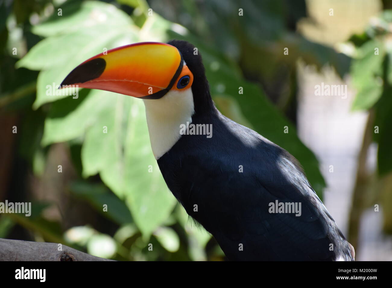 Giant toucan (Ramphastos toco) in the forest, exotic south american ...