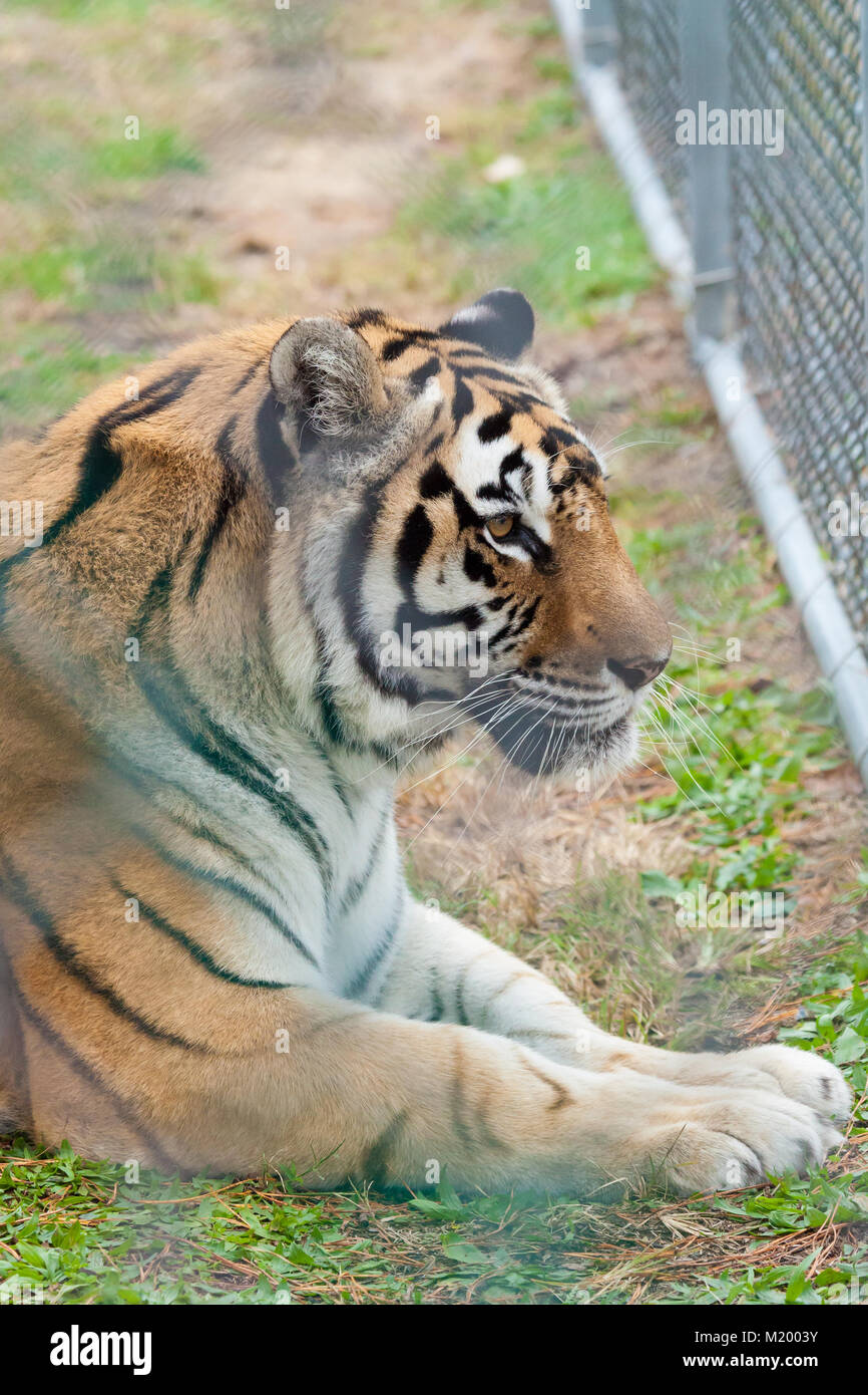 A tiger looks out from behind a fence at a zoo Stock Photo - Alamy