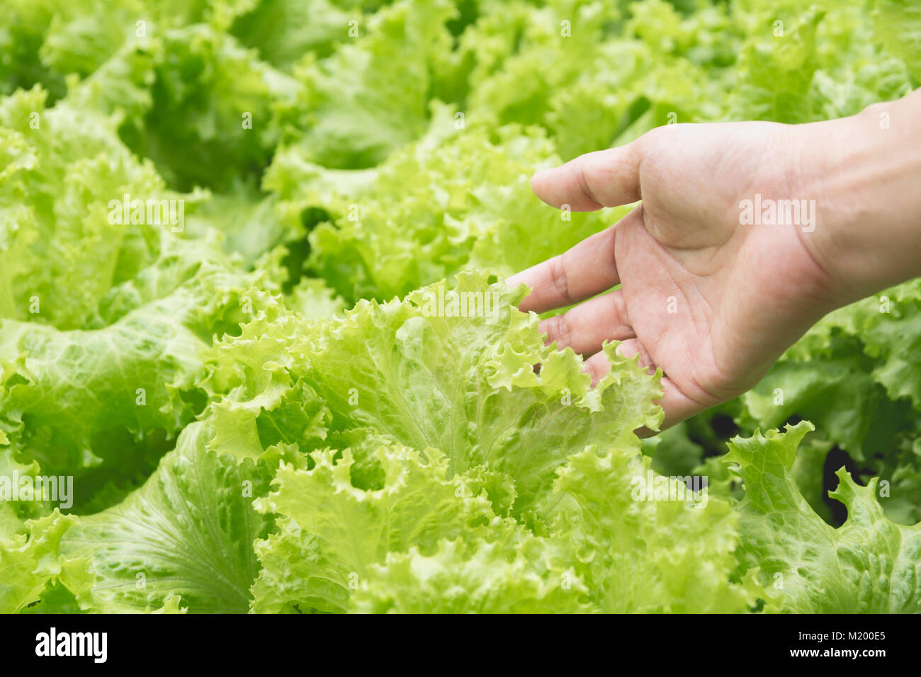 Hand with raw fresh green vegetable texture and background Stock Photo ...
