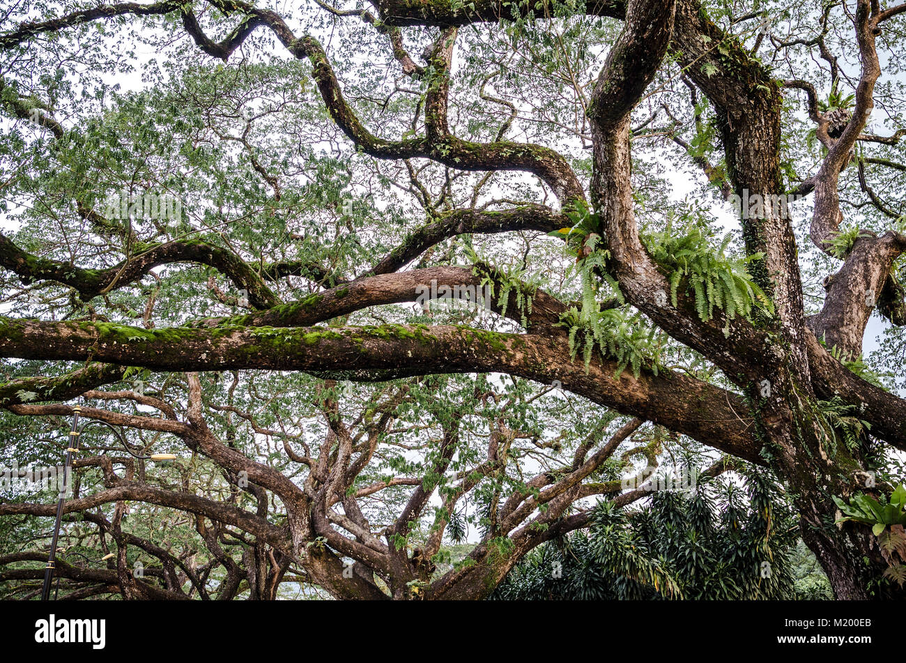 Old birch tree with long branches - Branches of a big tree Stock Photo ...