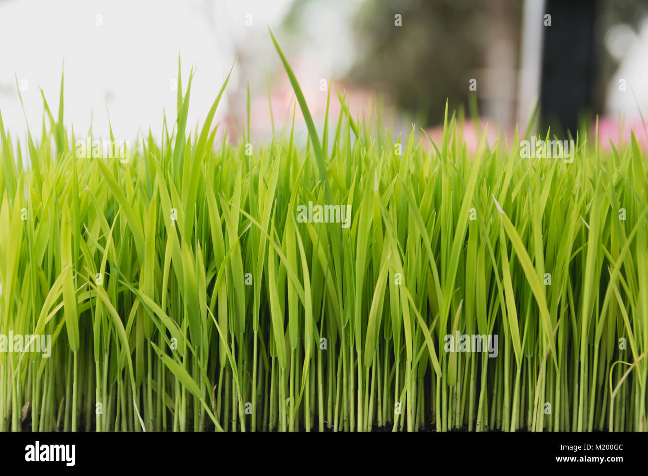Close up of yellow green rice field Stock Photo - Alamy