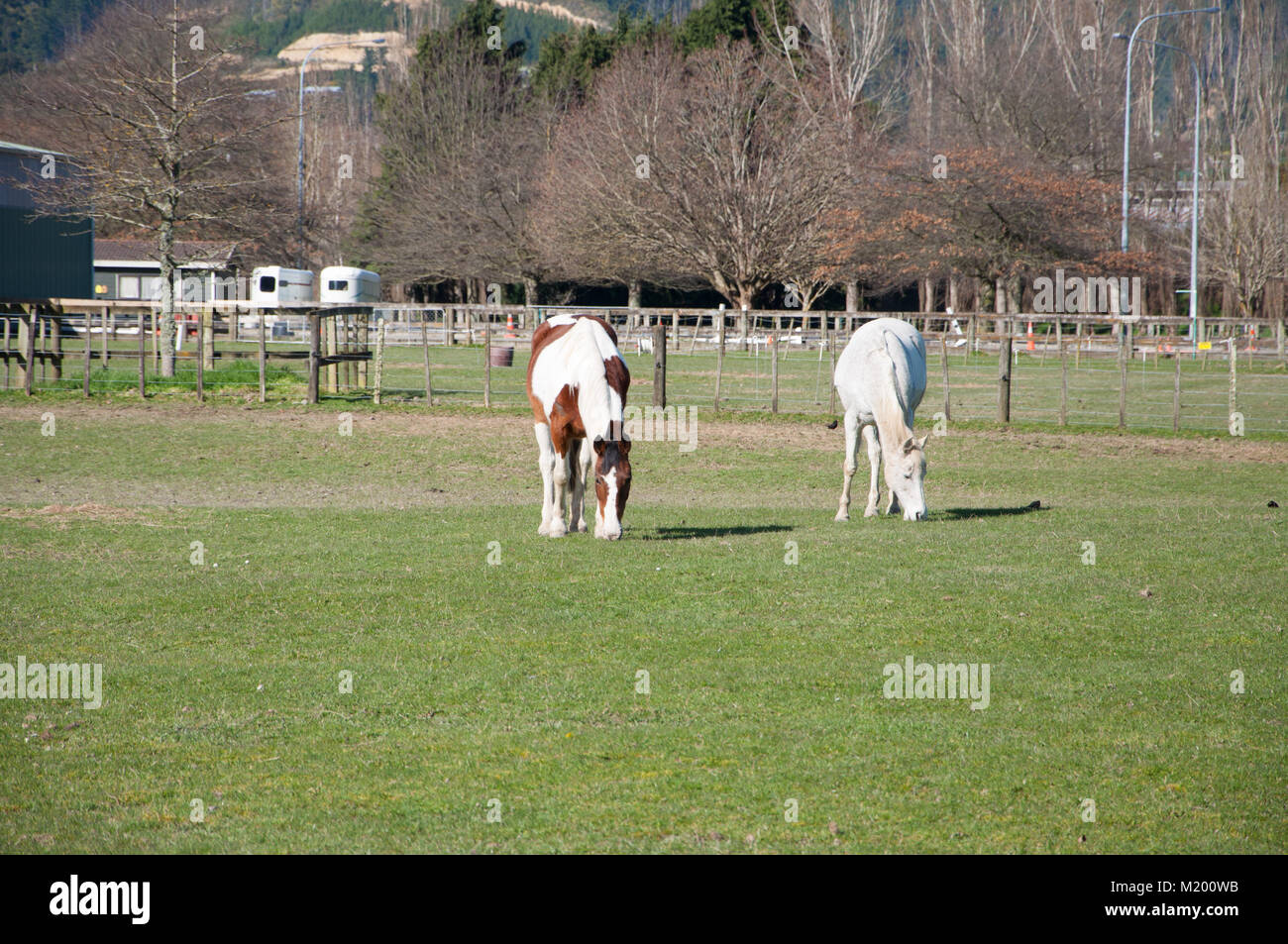 Two Horses In A Paddock Stock Photo - Alamy
