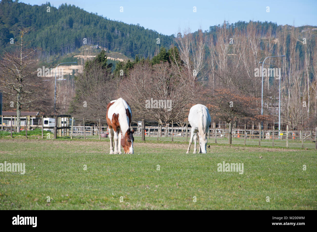 Two Horses In A Paddock Stock Photo - Alamy