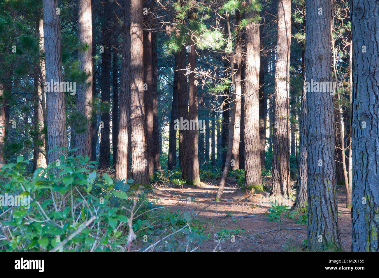 Bush Walk Through The Forest Stock Photo - Alamy