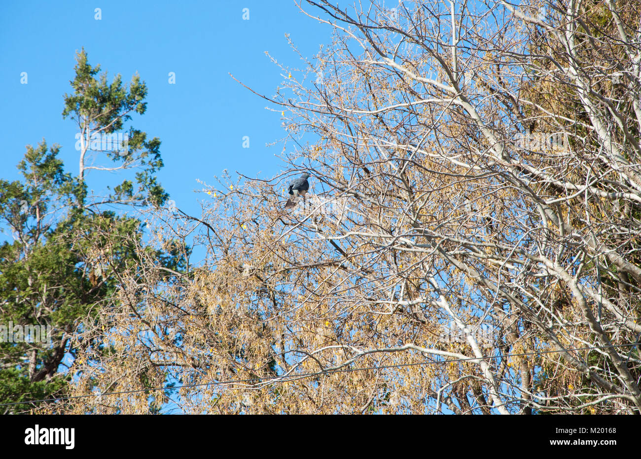 Pigeon In A Tree Stock Photo - Alamy