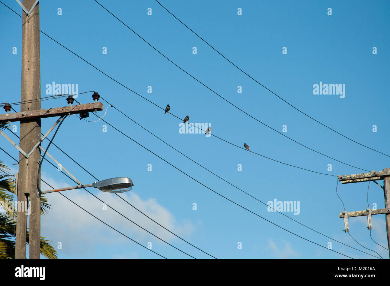 Birds On Power Lines Stock Photo - Alamy