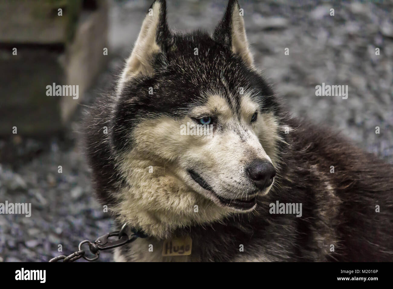 Sled dog alaska hi-res stock photography and images - Alamy
