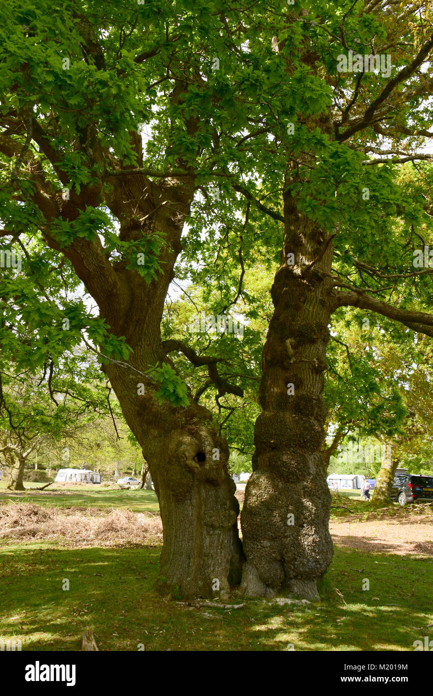 Massive old trees here in the countryside of the New Forest National ...