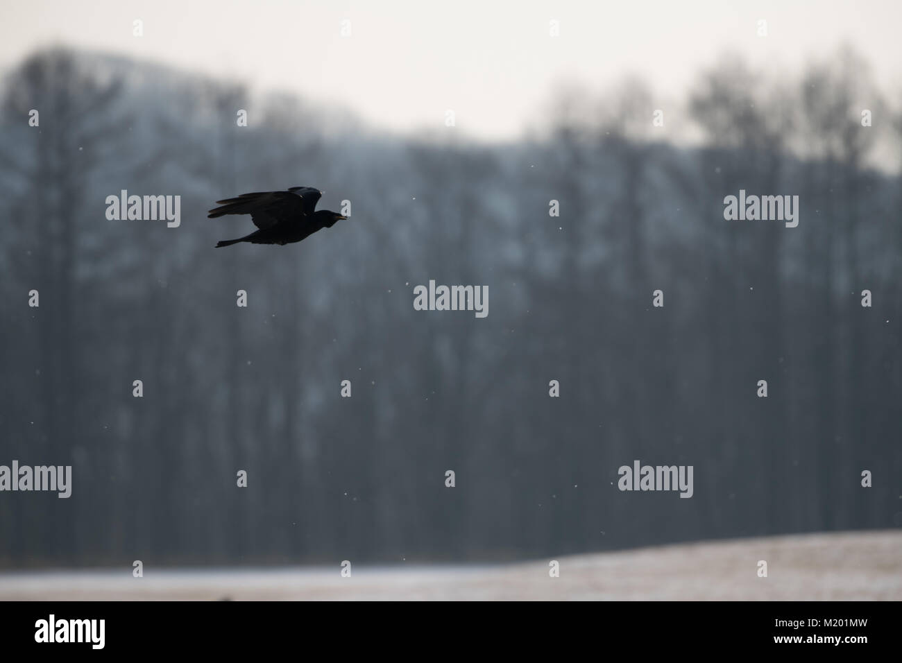 Crow in winter hi-res stock photography and images - Alamy