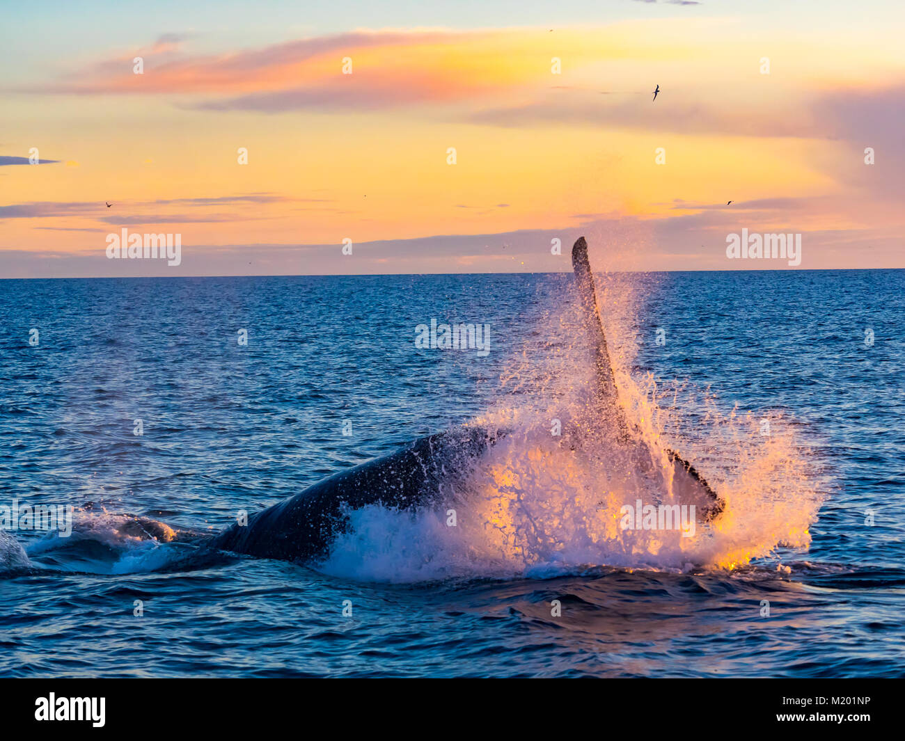 Humpback Whale breaching out of water in the morning light in Iceland ...