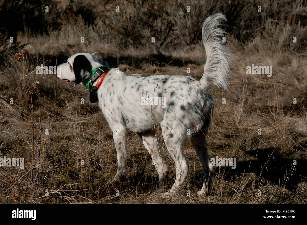 English setter on point Stock Photo - Alamy
