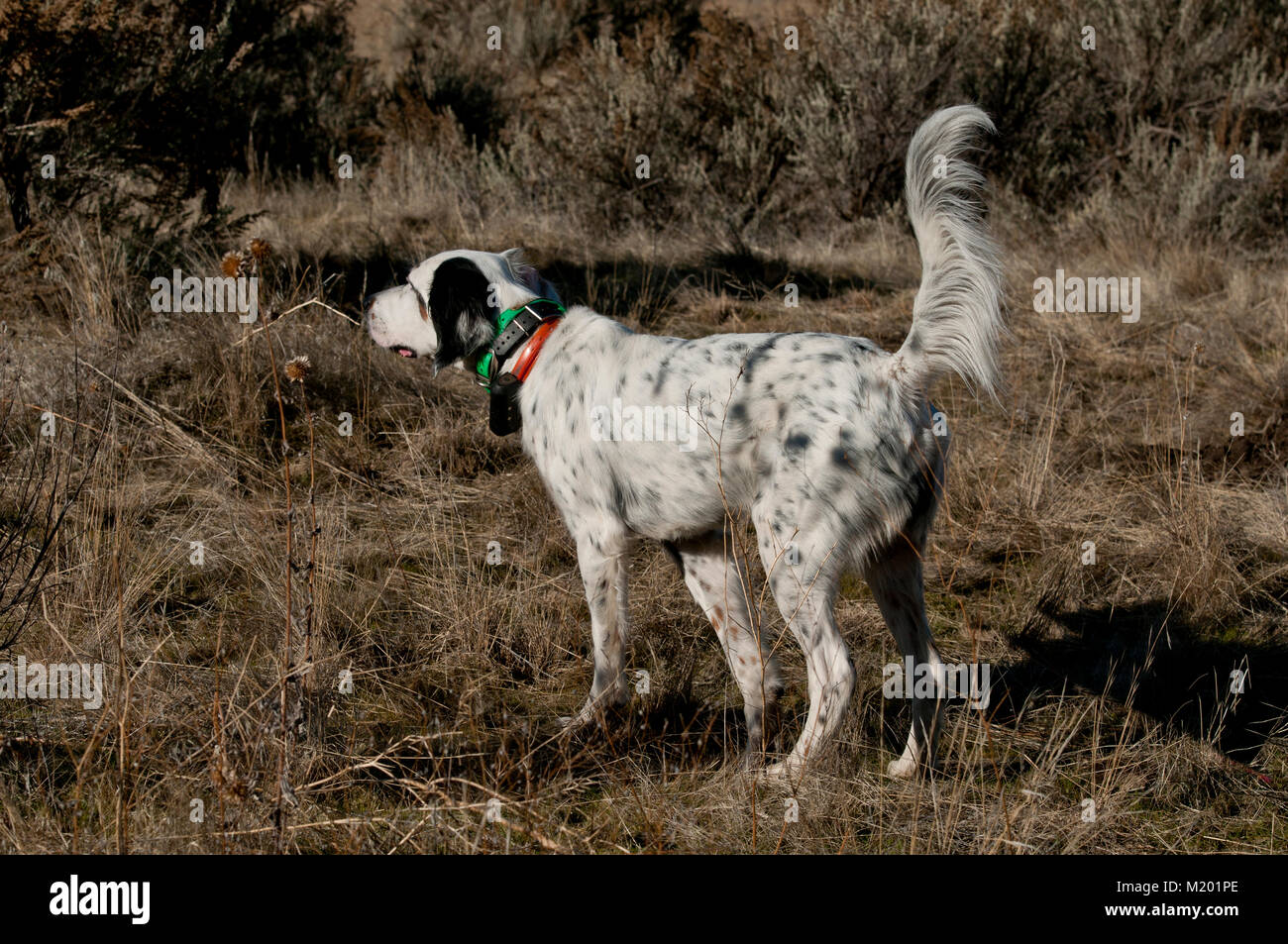 English bird dog on point hi-res stock photography and images - Alamy