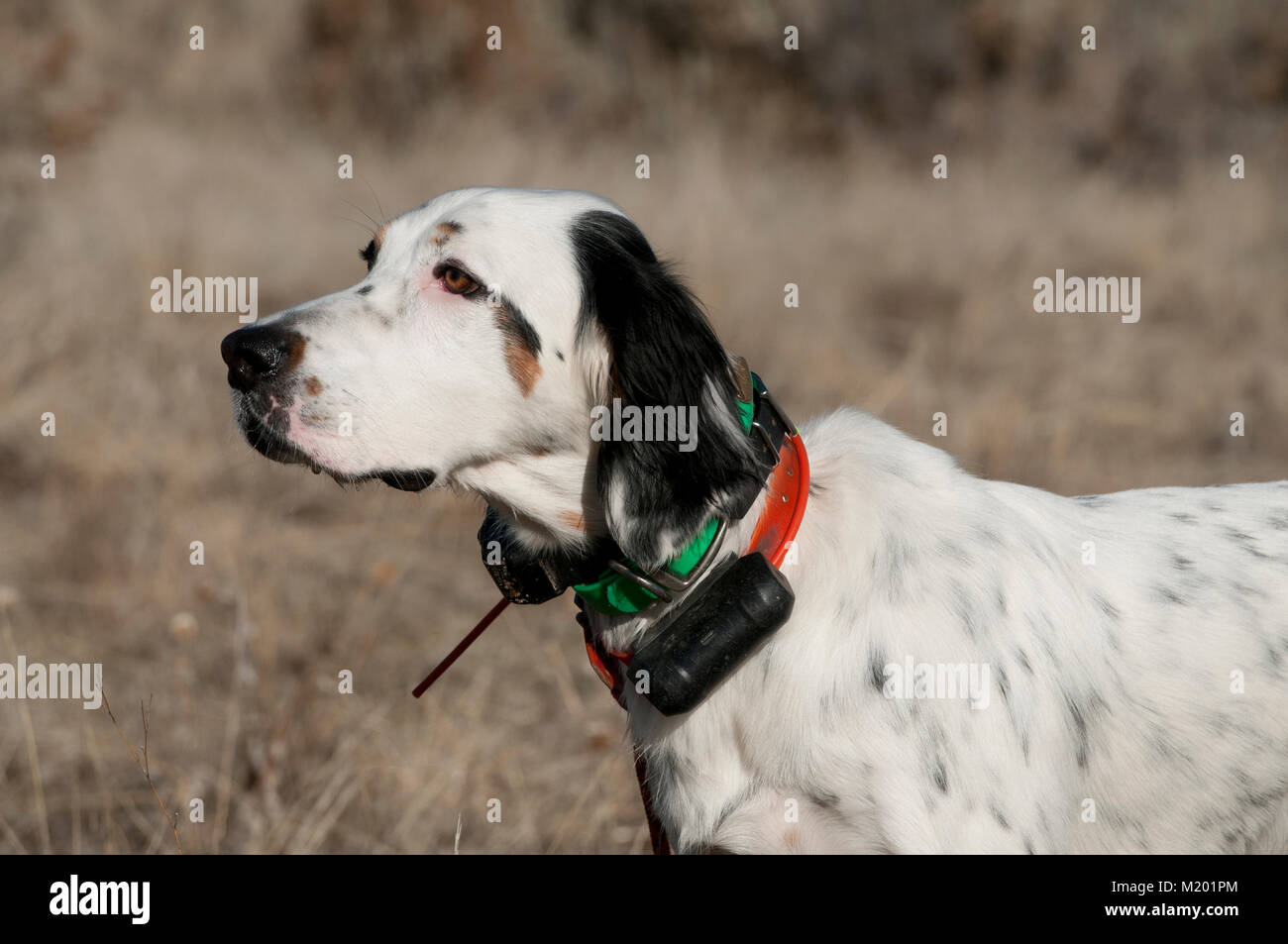 English setter on point Stock Photo - Alamy
