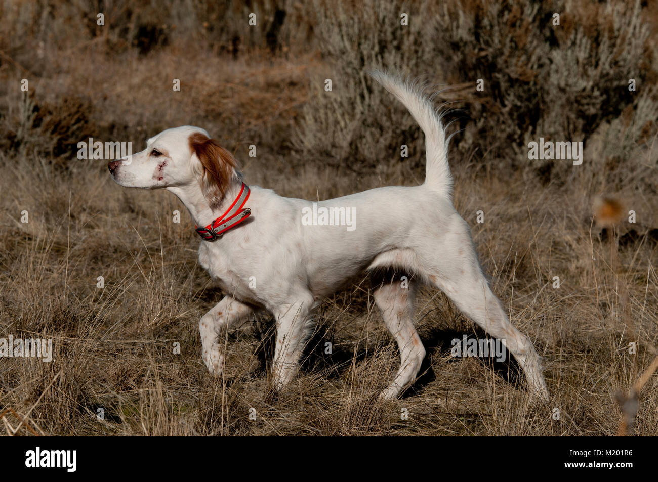 English Pointer Stock Photos & English Pointer Stock Images - Alamy