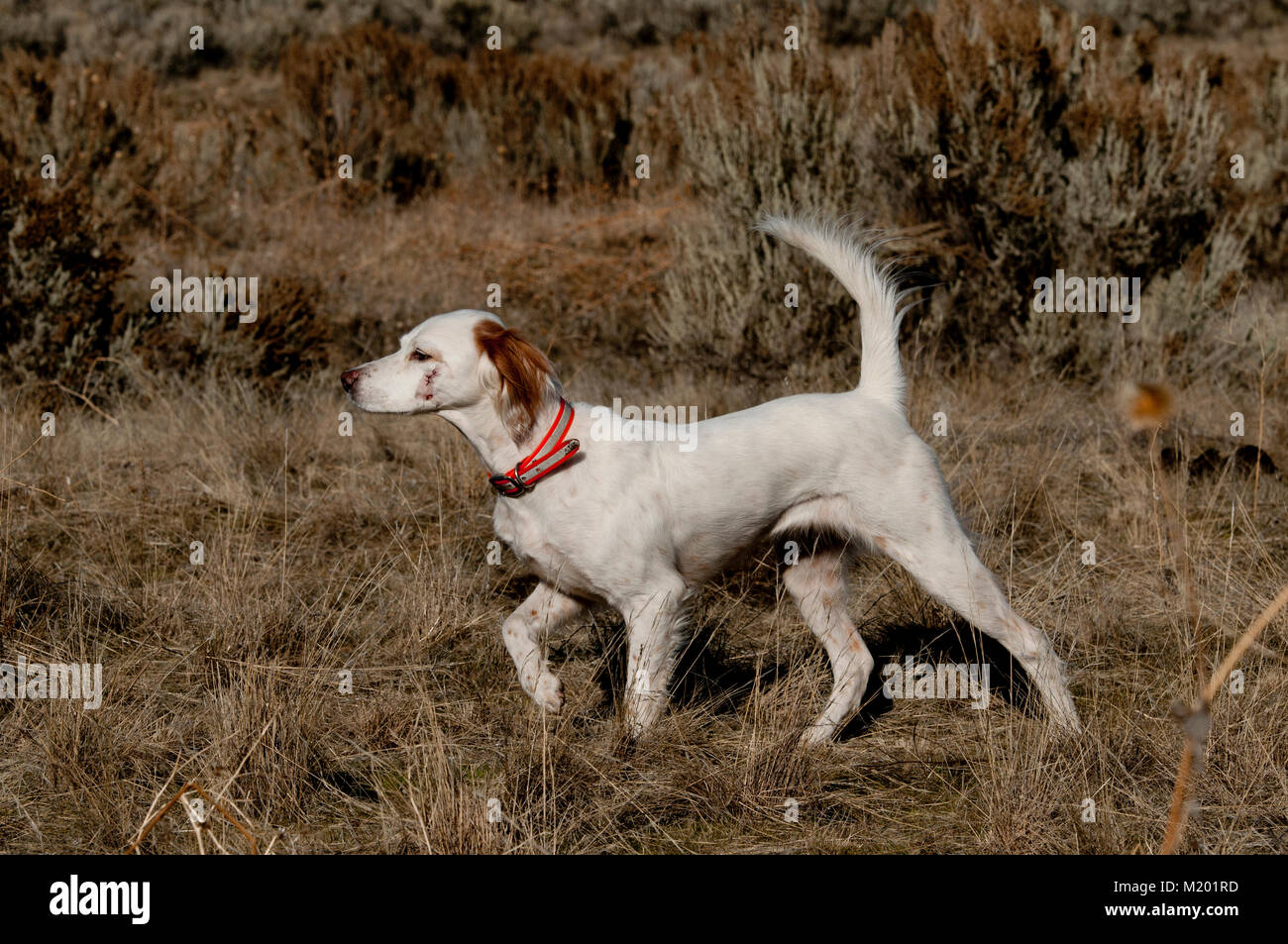 English setter on point Stock Photo - Alamy