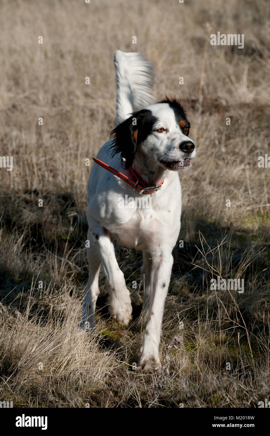English setter on point Stock Photo - Alamy