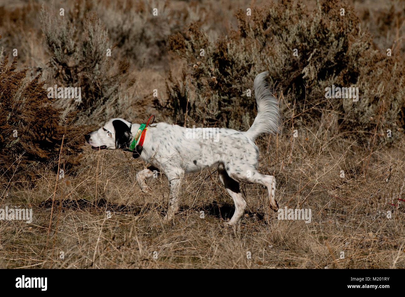 Dog pointing bird hi-res stock photography and images - Alamy