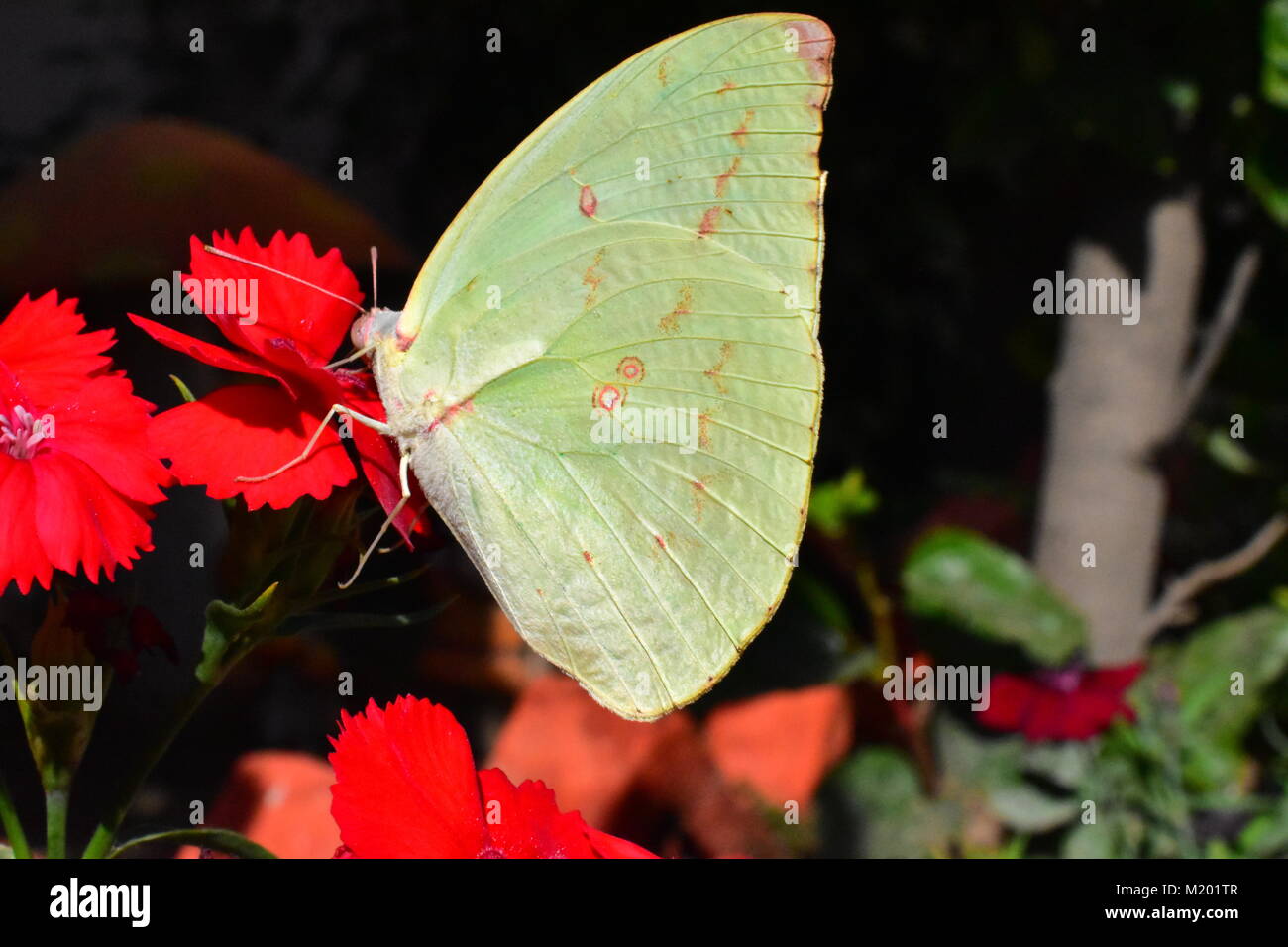 An Oriental Lemon Emigrant or Catopsilia pomona butterfly on a red ...
