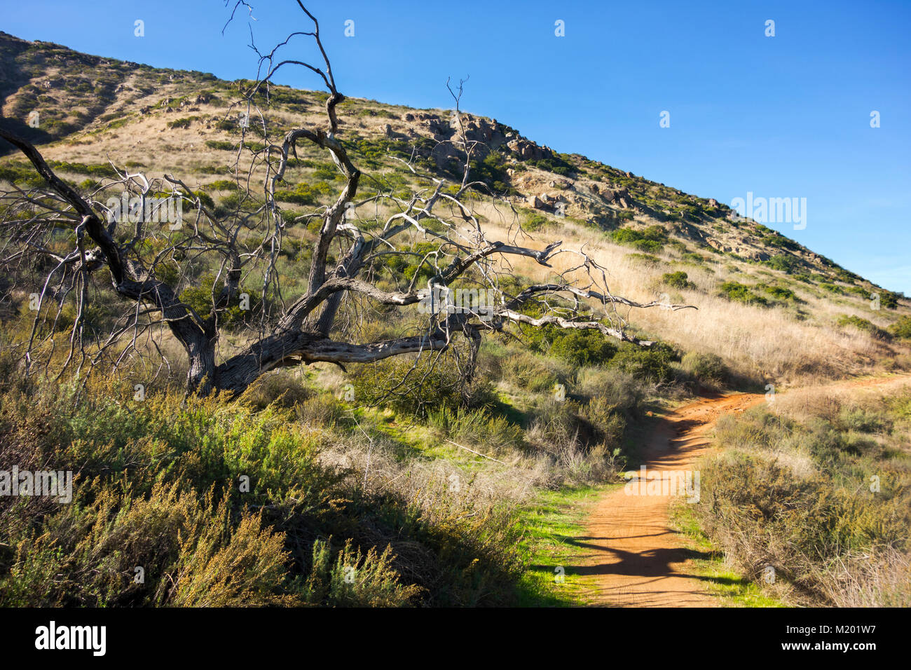 Dry Dead Tree Bernardo Mountain Summit Hiking Trail Landscape View. San ...