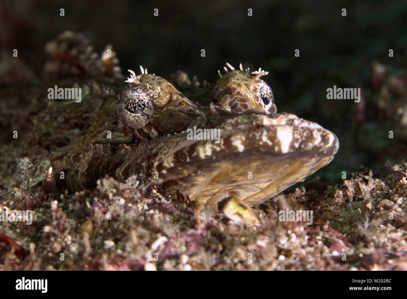 Celebes sea, Sipadan Island, Malaysia Stock Photo - Alamy