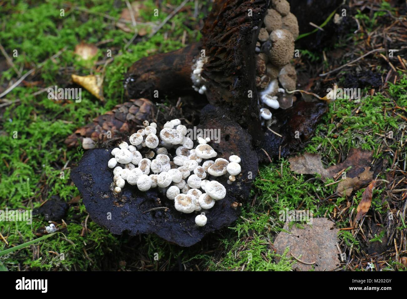 Powdery piggyback hi-res stock photography and images - Alamy