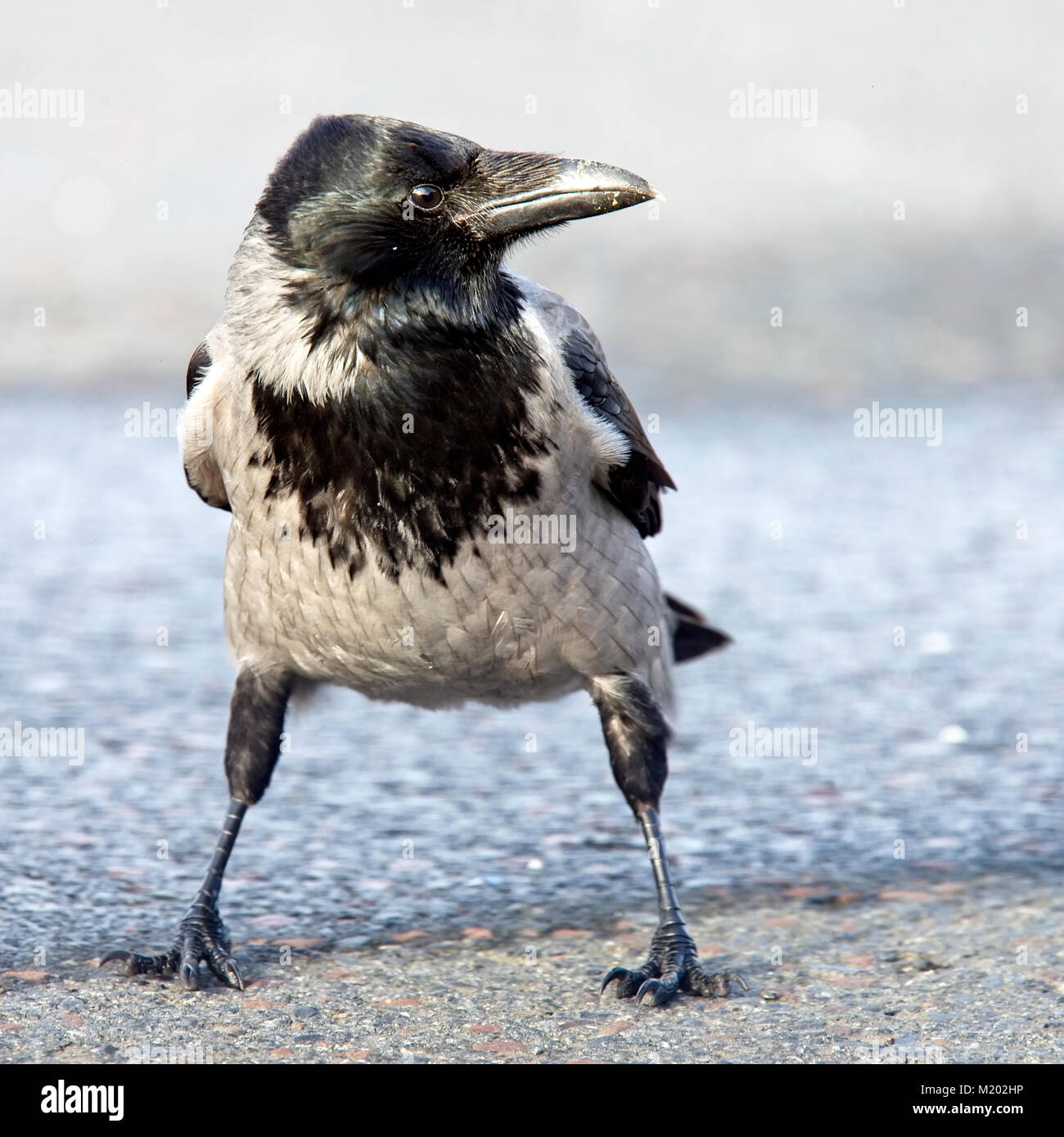 Hooded crow scotland High Resolution Stock Photography and Images - Alamy