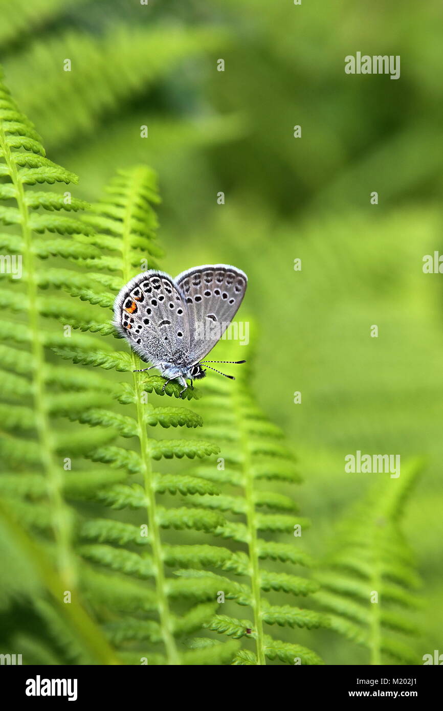 Butterfly feelers hi-res stock photography and images - Alamy