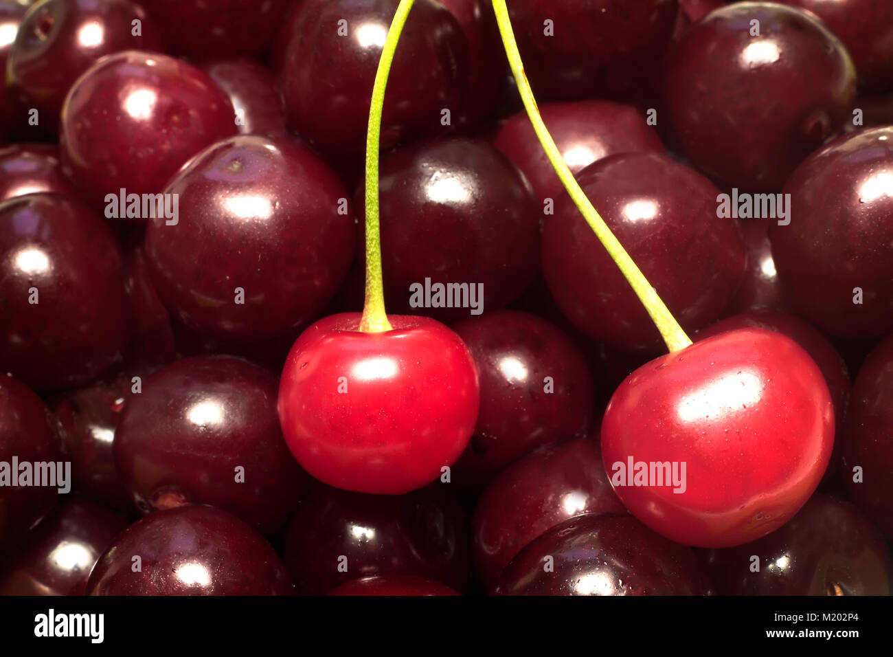 A large number of large ripe cherries with stalks background image ...