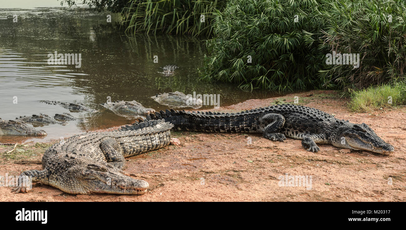 Two Crocodiles High Resolution Stock Photography and Images - Alamy