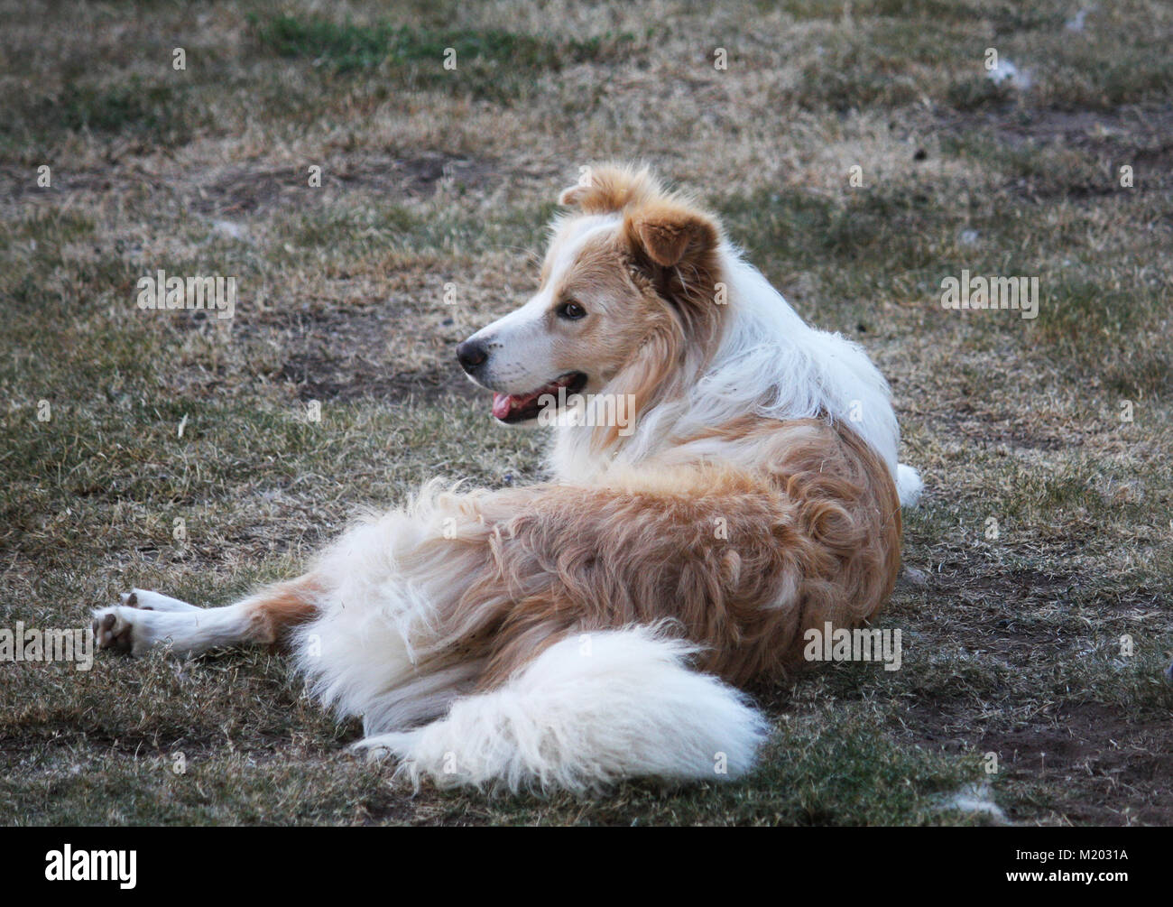 border collie sheep dog Stock Photo - Alamy border collie sheep dog Stock Photo - Alamy