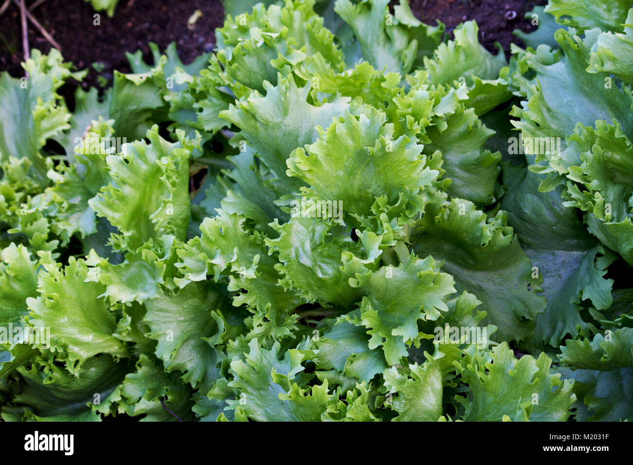 Iceberg lettuce planting hi-res stock photography and images - Alamy