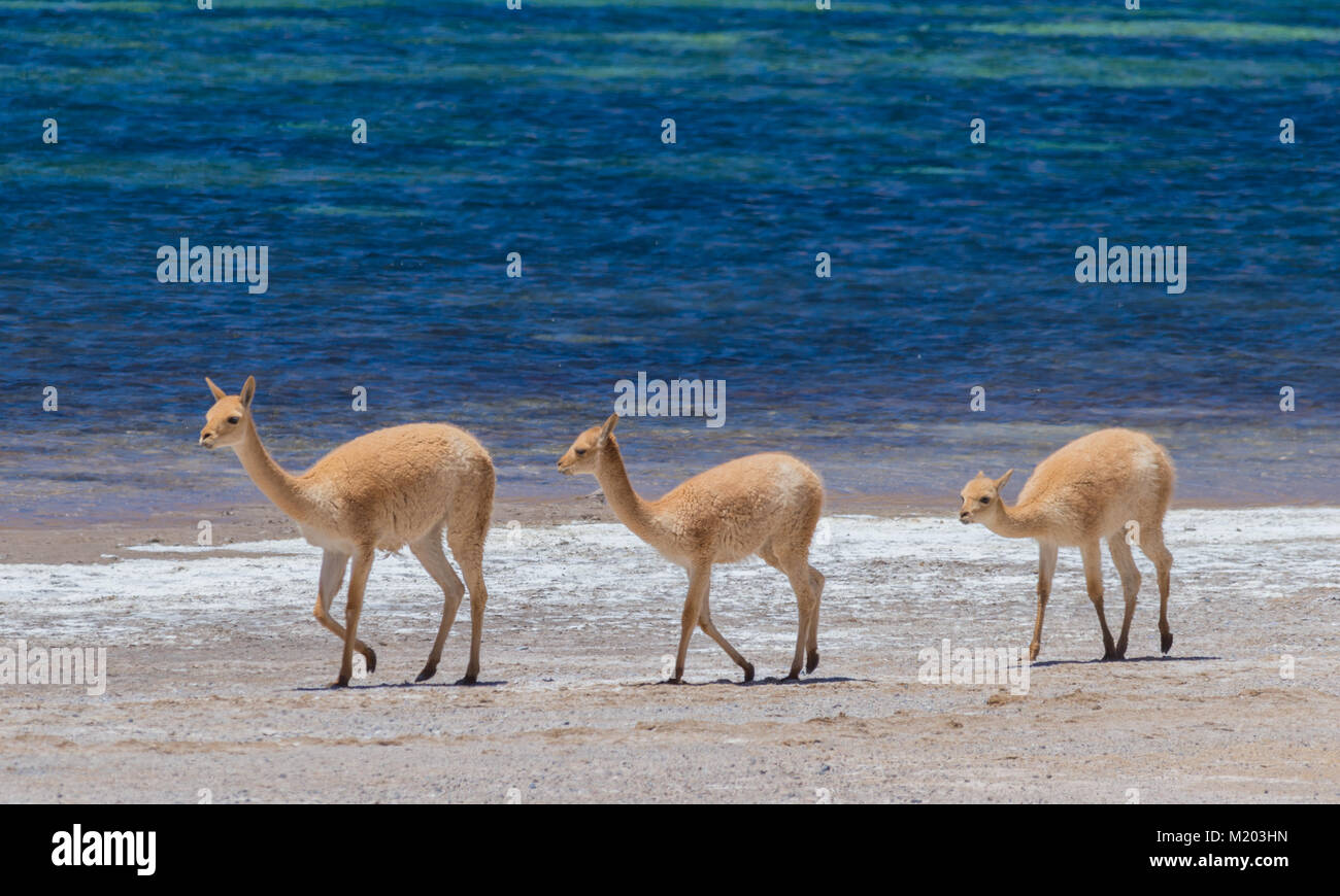 Guanaco and volcano hi-res stock photography and images - Alamy
