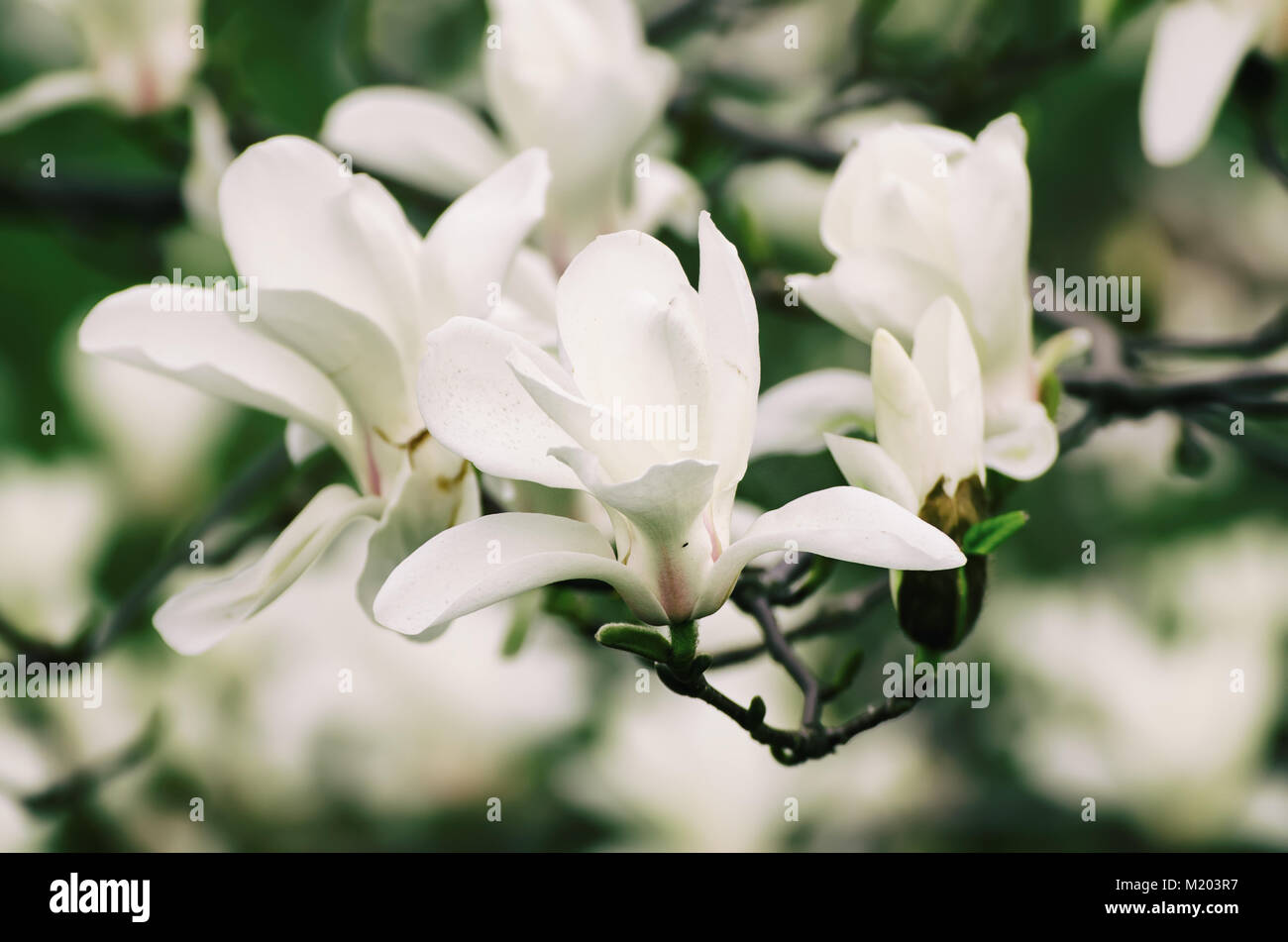 Magnolia spring flowers Stock Photo - Alamy