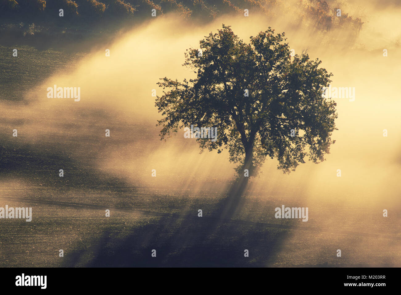 Single tree in the fog Stock Photo - Alamy
