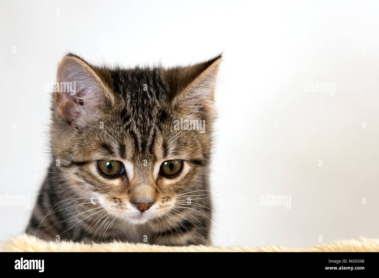 Wide eyed kitten looking down from above Stock Photo - Alamy
