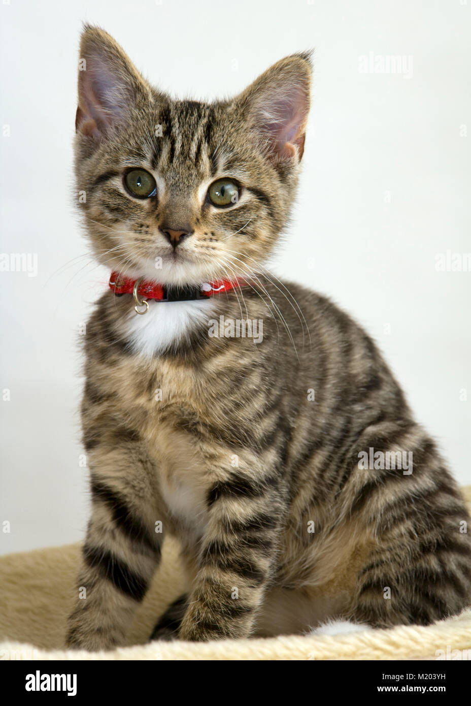 Cute kitten staring wide eyed at the camera Stock Photo - Alamy
