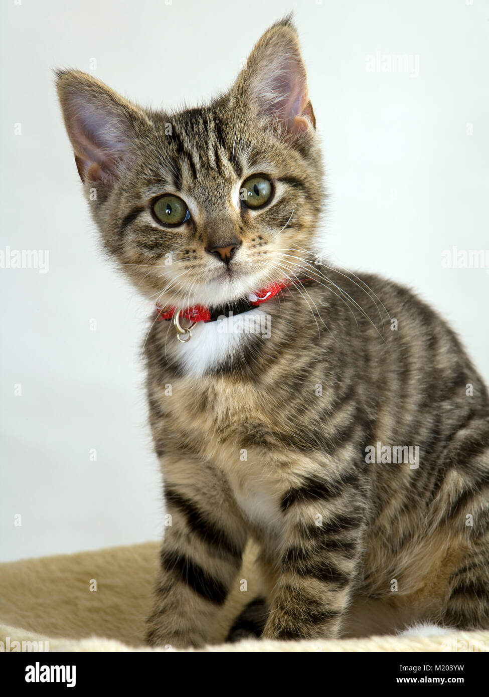 Cute kitten staring wide eyed at the camera Stock Photo - Alamy