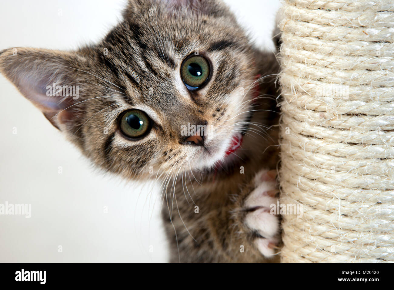 Curious wide eyed kitten staring at the camera Stock Photo - Alamy