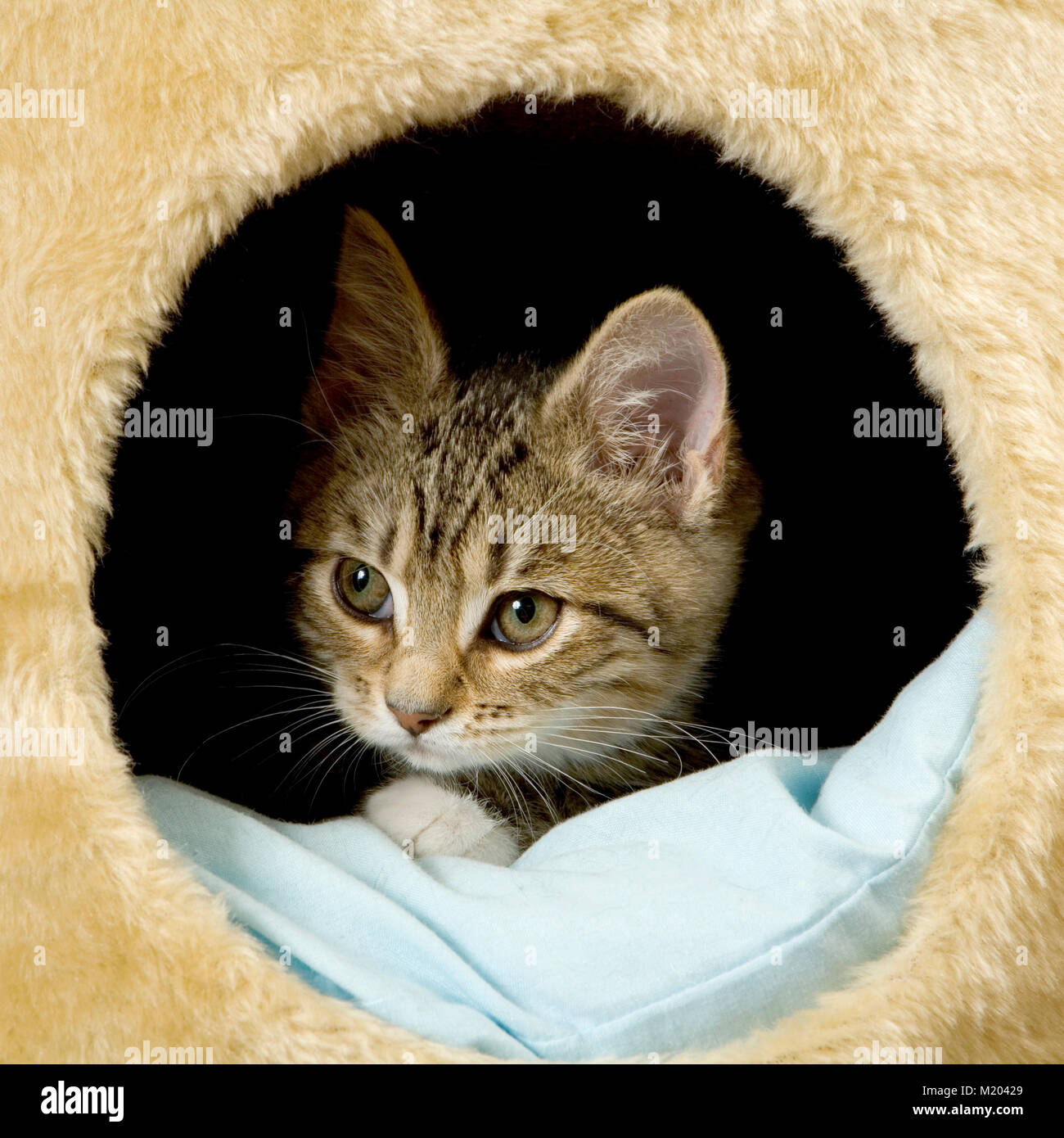 Cautious animals hi-res stock photography and images - Alamy