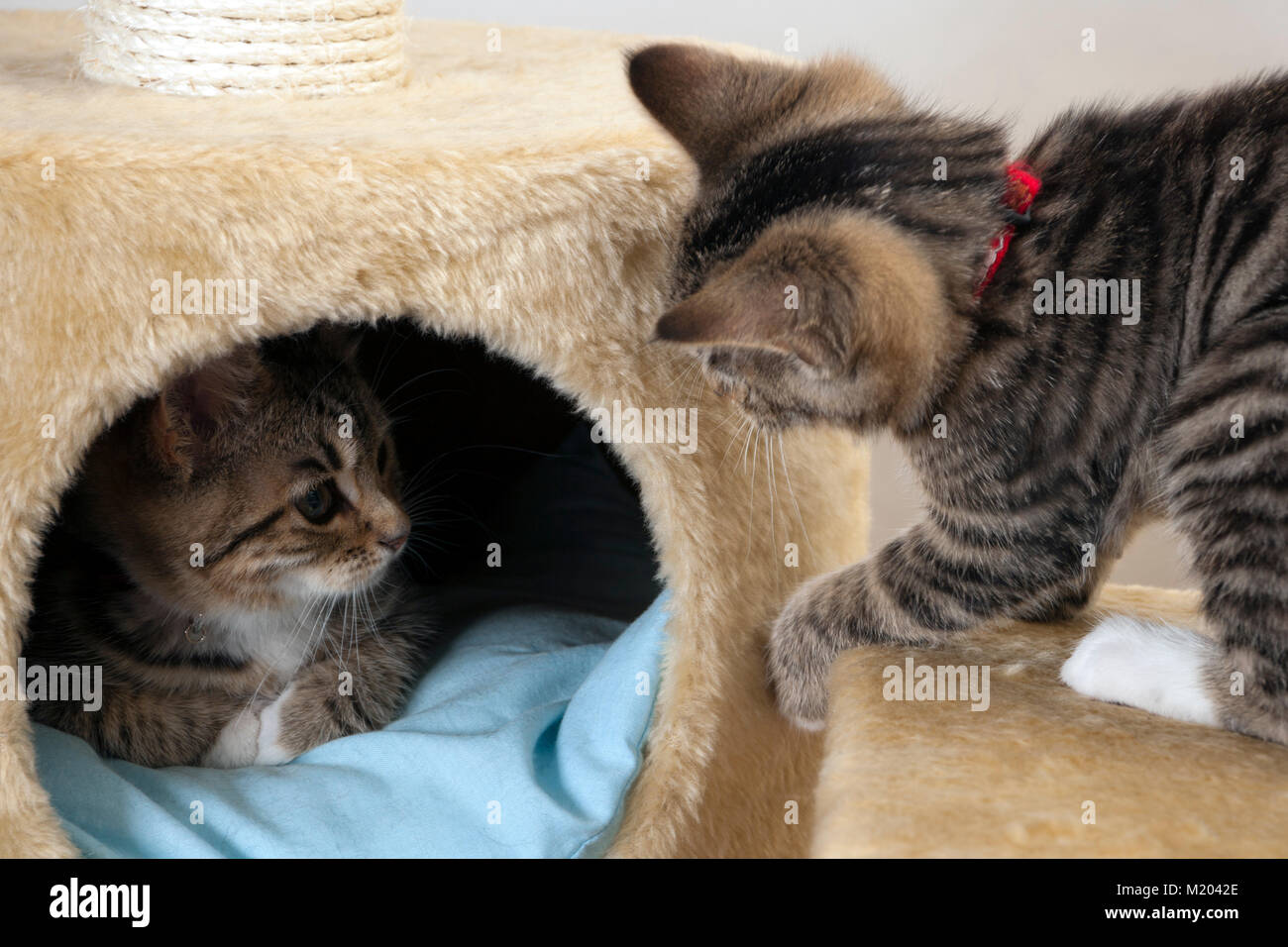 Two playful kittens Stock Photo - Alamy