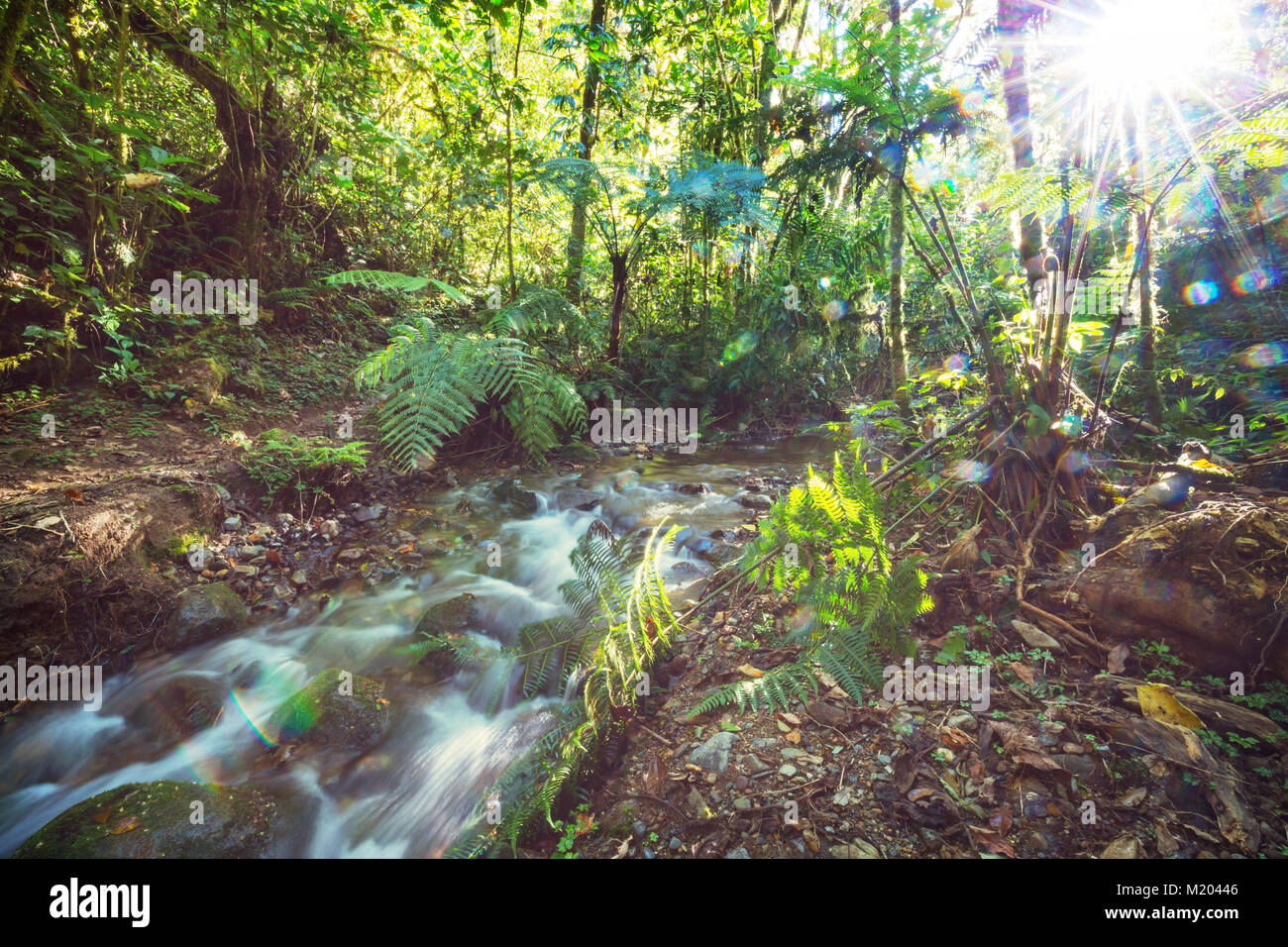 Beautiful stream water flowing down in rain forest. Costa Rica, Central ...