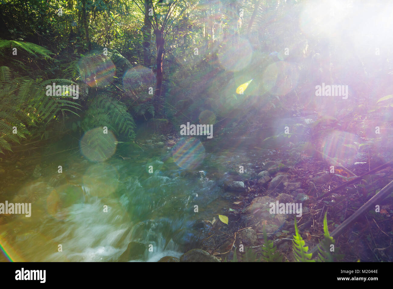 Beautiful stream water flowing down in rain forest. Costa Rica, Central ...