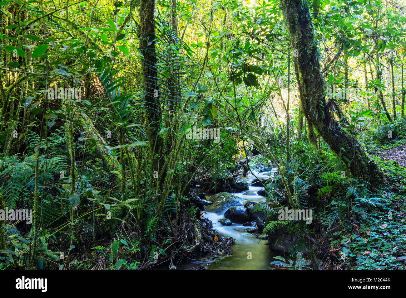 Beautiful stream water flowing down in rain forest. Costa Rica, Central ...