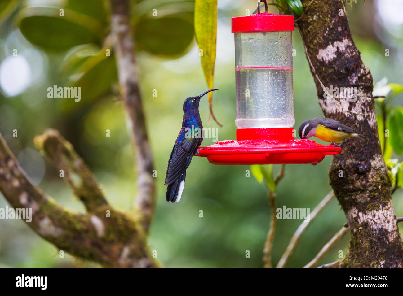 Colorful Hummingbird in Costa Rica, Central America Stock Photo - Alamy