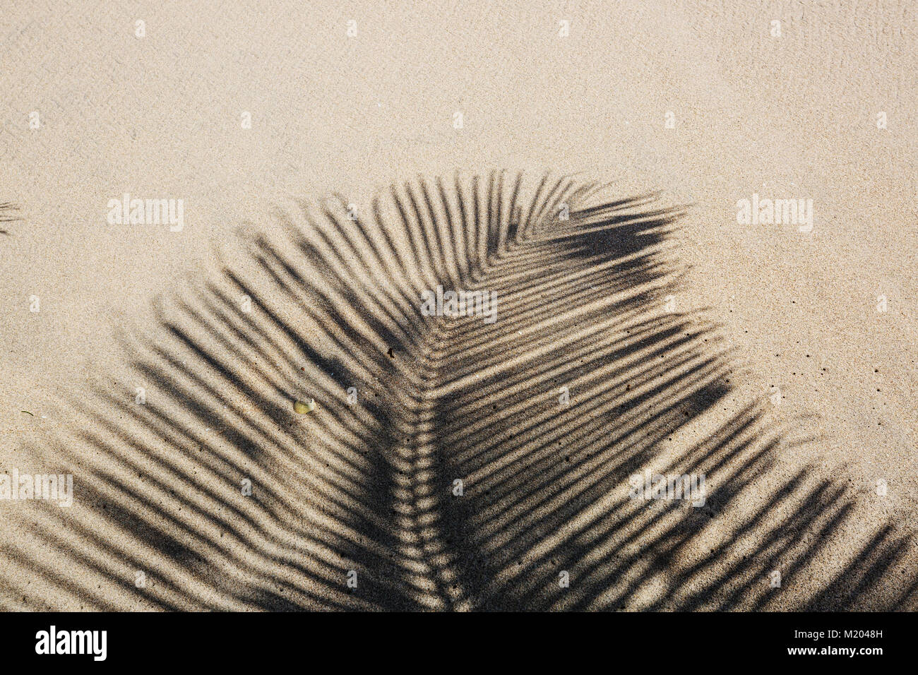 Palm shadow on the sandy beach Stock Photo - Alamy
